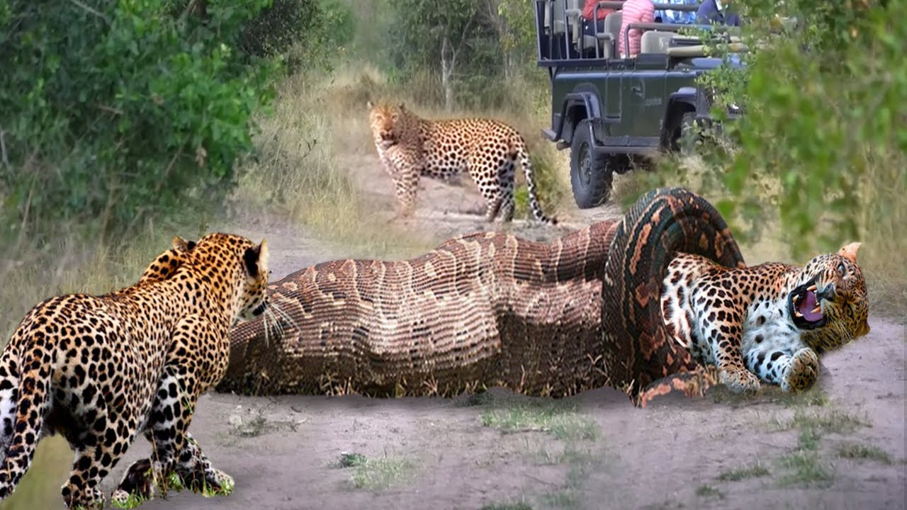 Dramatic Clash! Leopard Almost Died Trying To Do This In Front Of ...