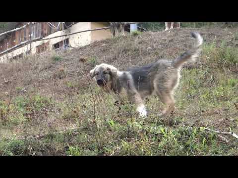 Köy Hayatı Köpekler Saldırı Bana Kast
