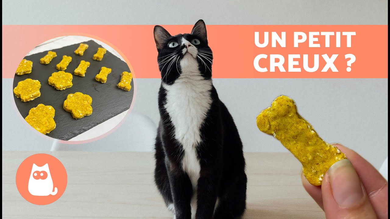 RECETTE de BISCUITS AU POULET pour CHATS 🍗🐱 | Friandises et SNACKS pour ...