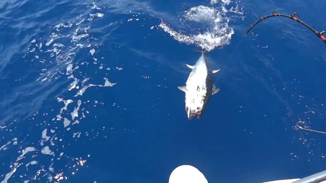 Tuna Fishing with Truenorth Sailing School Cyprus - YouTube