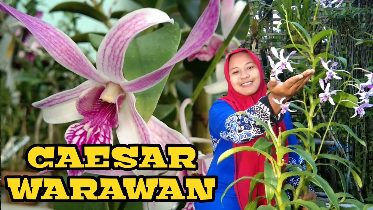 Dendrobium Caesar Warawan - YouTube