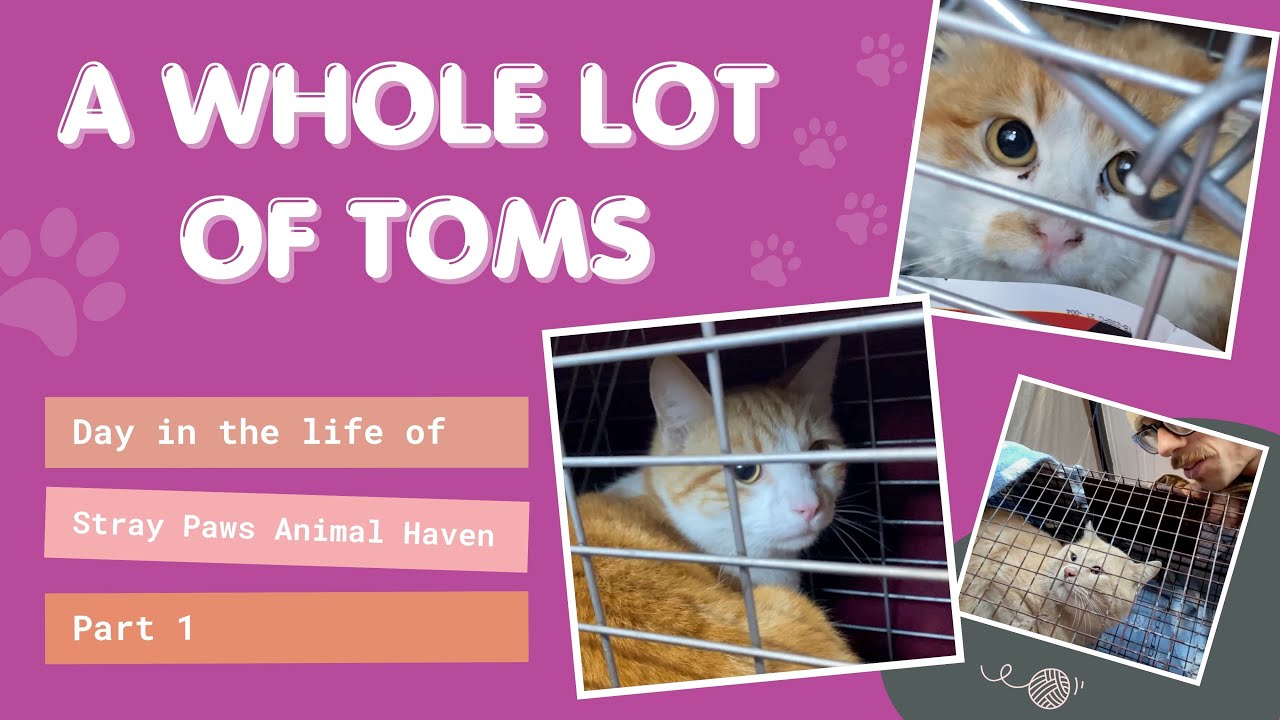 A whole lot of Toms - Day in the life of Stray Paws Animal Haven - Part ...