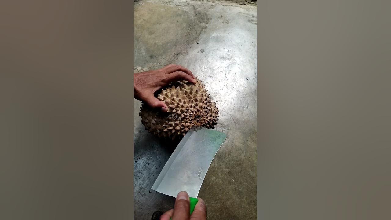 Cara Membuka Durian Montong Bawor Kulit Keras & Tebal Dengan Mudah - YouTube
