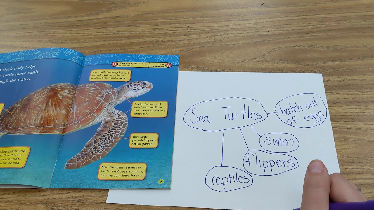 Sea Turtles Thinking Map - YouTube