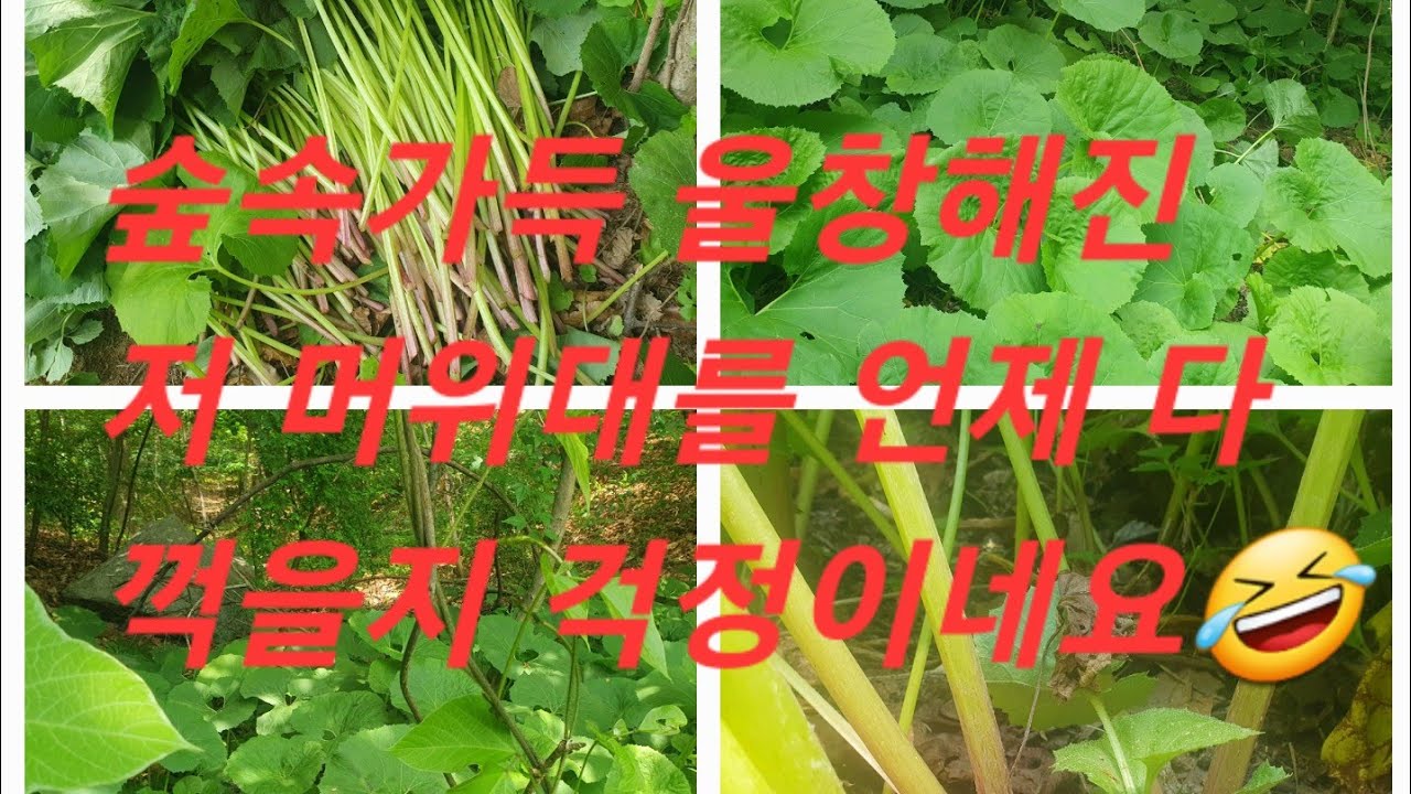울창해진 저 머위대를 언제 다 꺾을지 걱정이네요~머위머위줄기머위대자연산머위산머위머위반찬머위들깨탕산나물들나물