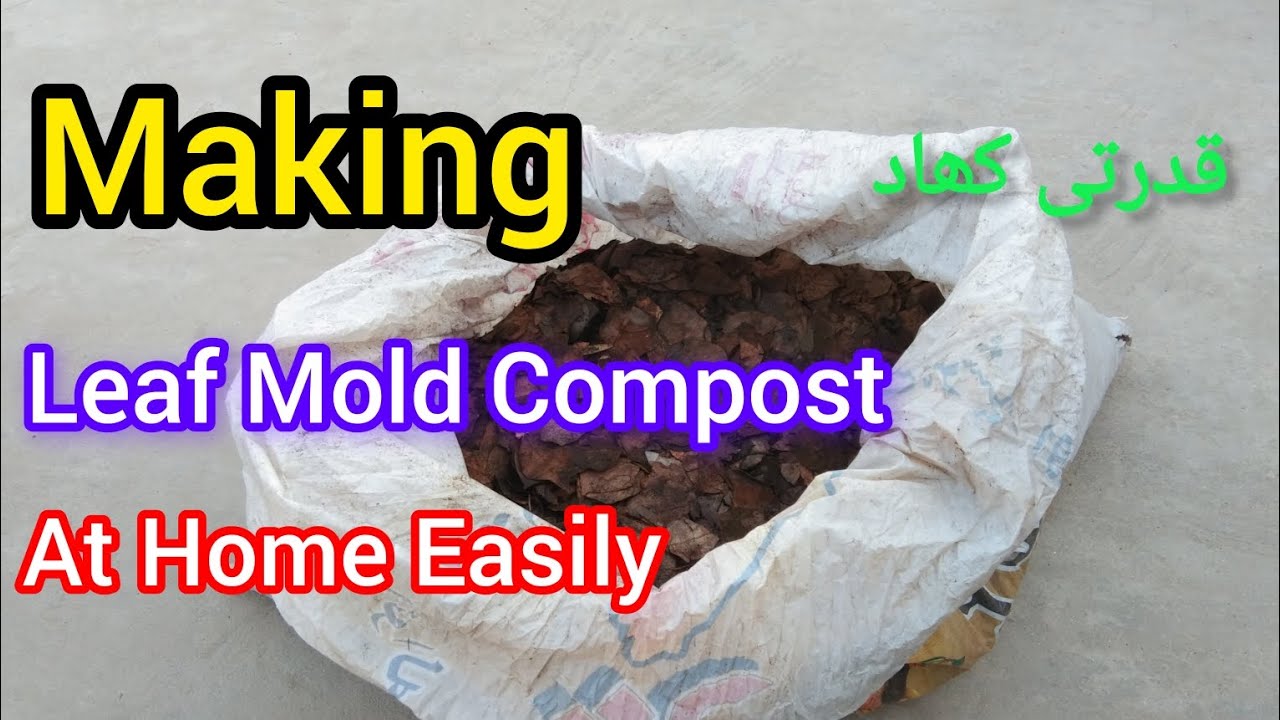 leaf mold پتوں کی کھاد #compost #organicfertilizer #organicfarming # ...