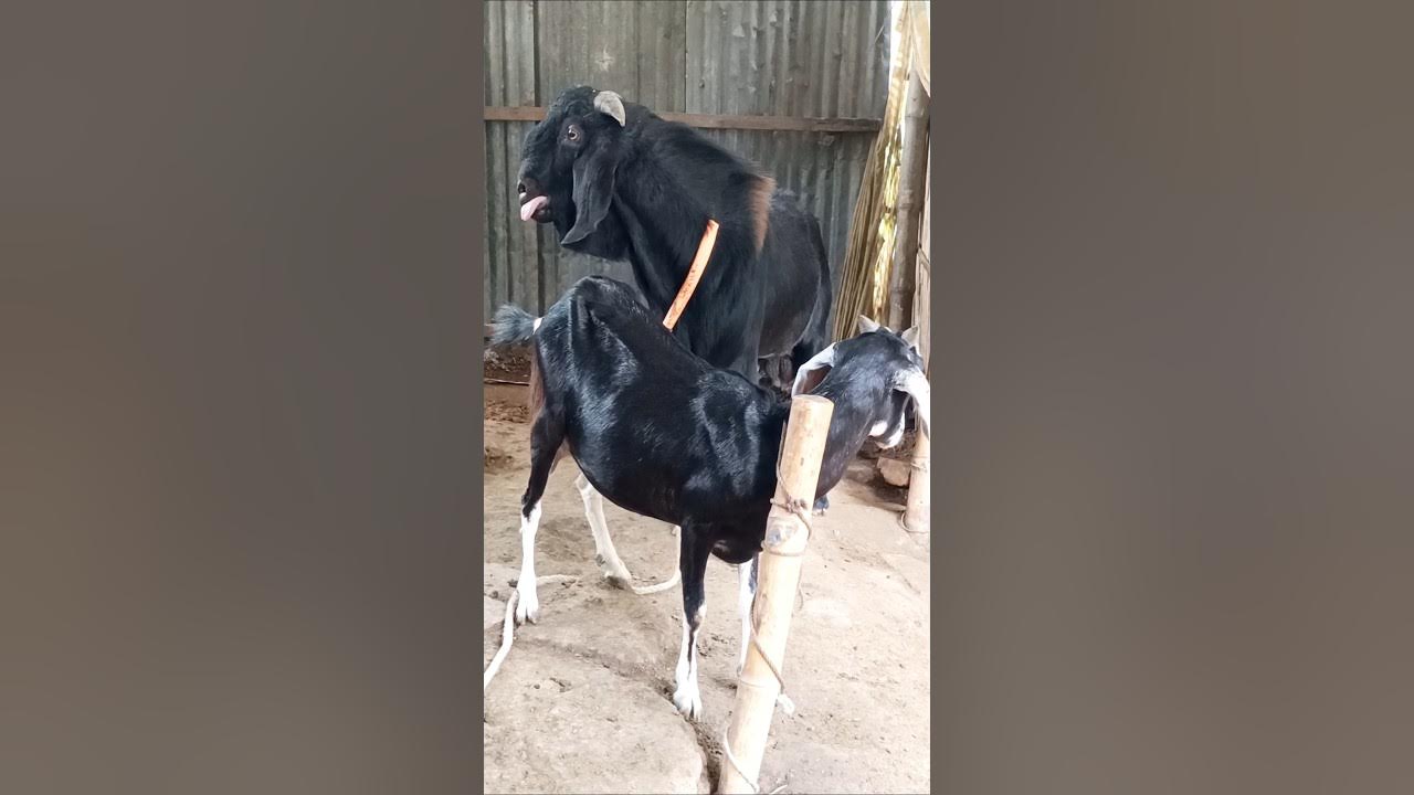 The goats are enjoying the best day of the year #shorts #short #shorts ...