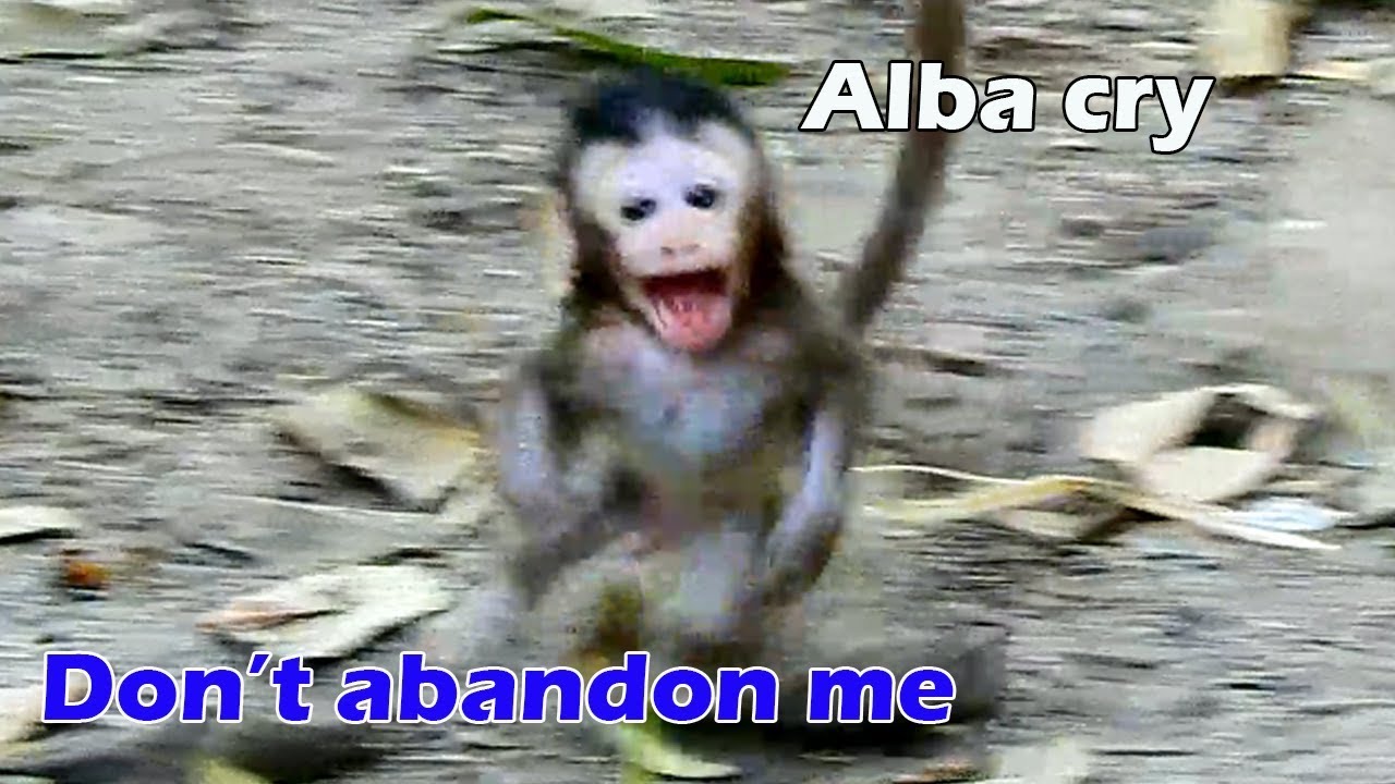 DON'T ABANDON ME ! Alba extremely cry scare mom abandon her, Alba run ...