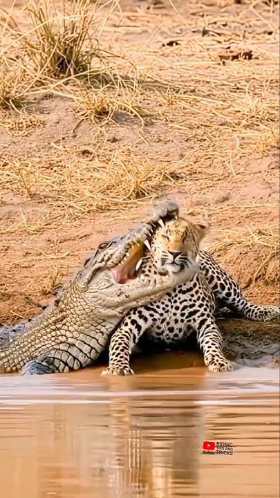Leopard’s Last Breath: Crocodile Attack Caught on Camera #wildlife # ...