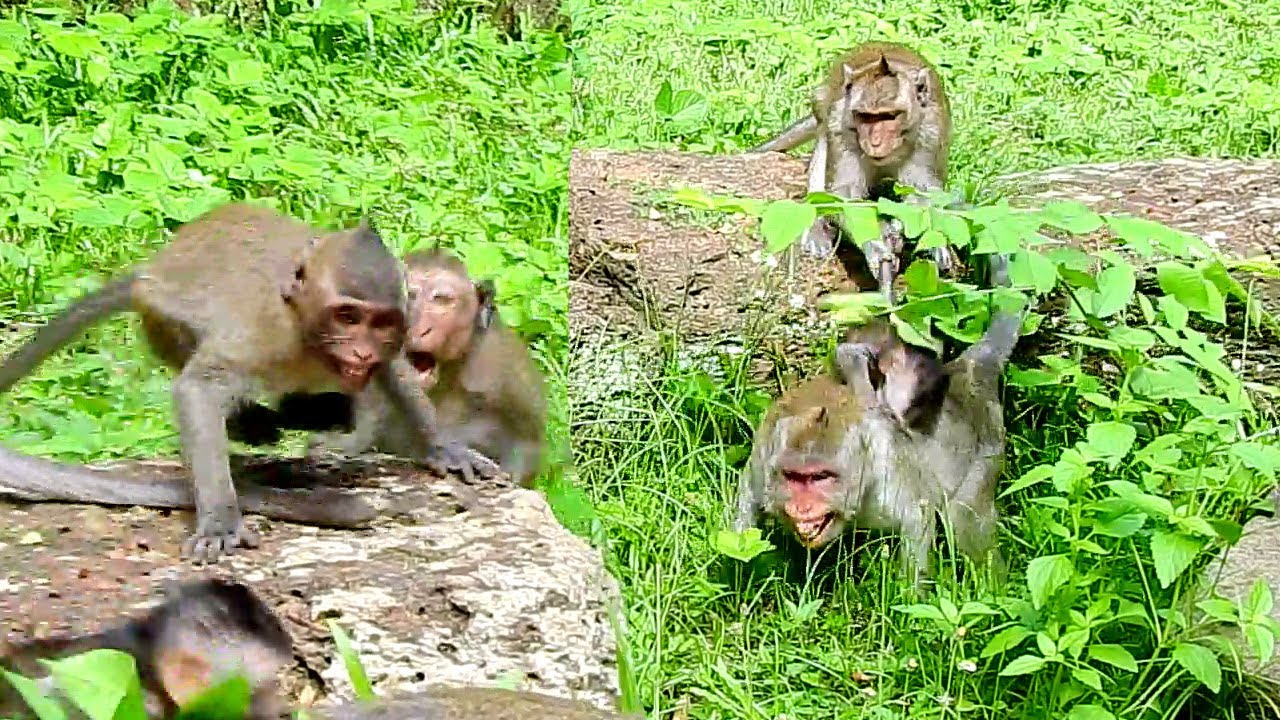 Unlucky Day.. Jazzy Cry Failed Call Mom To Help While Vicki Cheat Occasion Stole Jonna From Mom ...