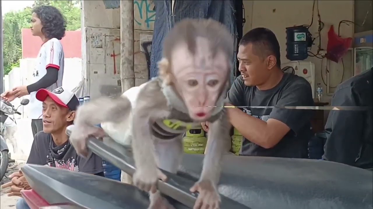 Baby monkey Screaming in the workshop - YouTube