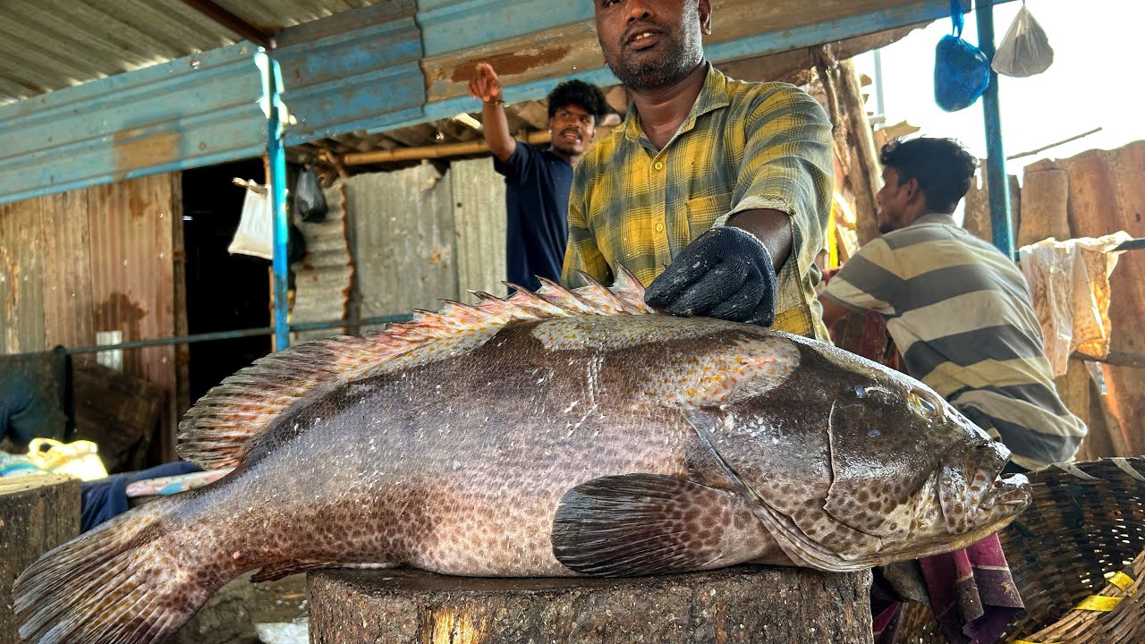 🤯BIG KALAVAN FISH |KASIMEDU EXPERT FISH CUTTER |CUTTING SKILLS VIDEO # ...