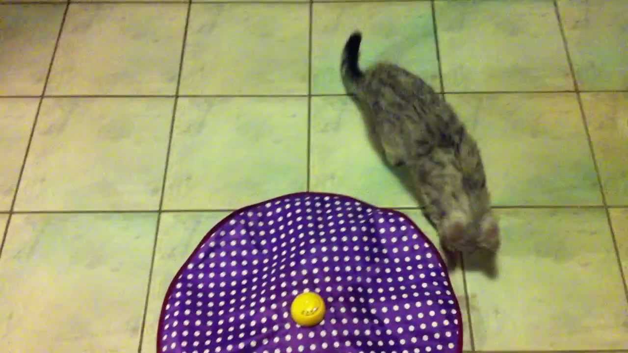 Katzenspielzeug Mouse Rotator (Katze entdeckt neu) 1/2 - YouTube
