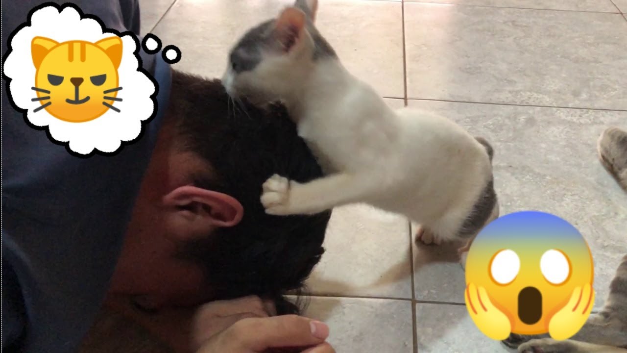 Kittens attacking men-interesting and cute kittens＃76 - YouTube