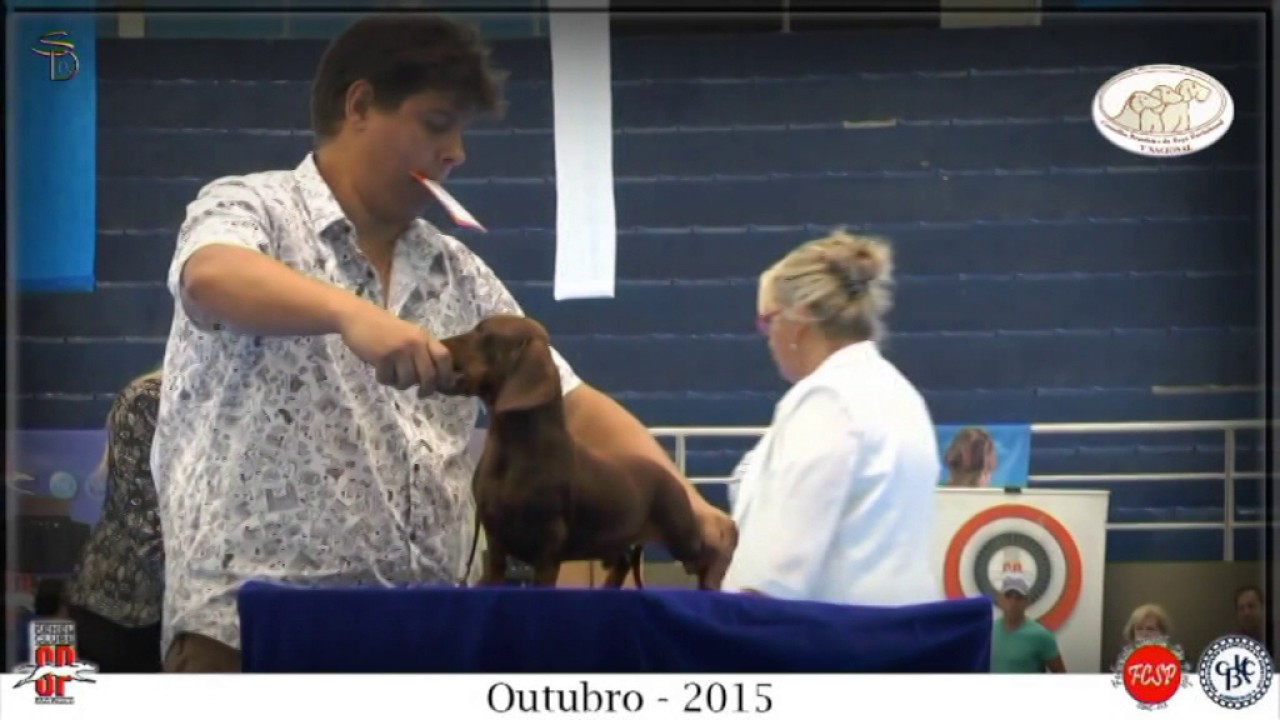 Volscidachs Il Grande Baboomba - Nacional de Dachshund - 2015 - YouTube
