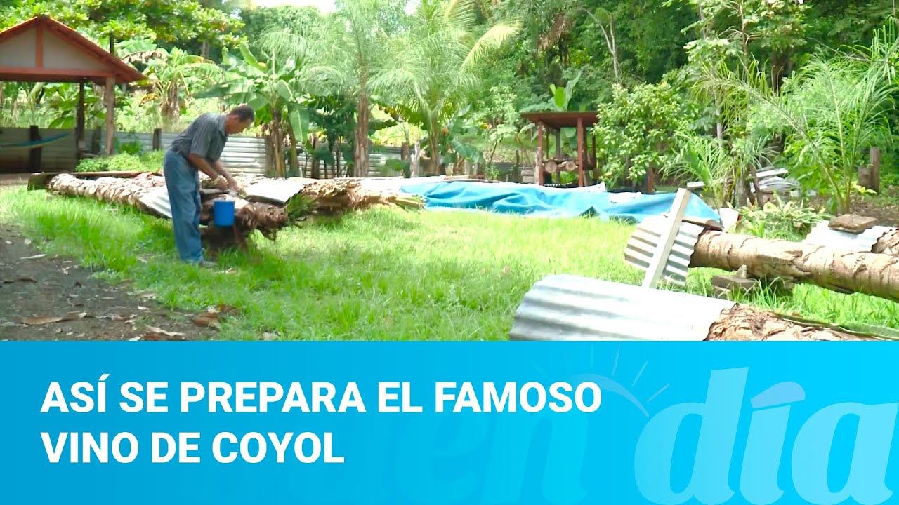 Así se prepara el famoso vino de coyol - YouTube