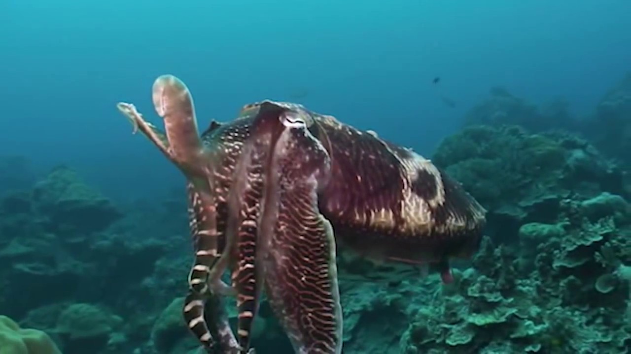 True facts about the Cuttlefish - YouTube