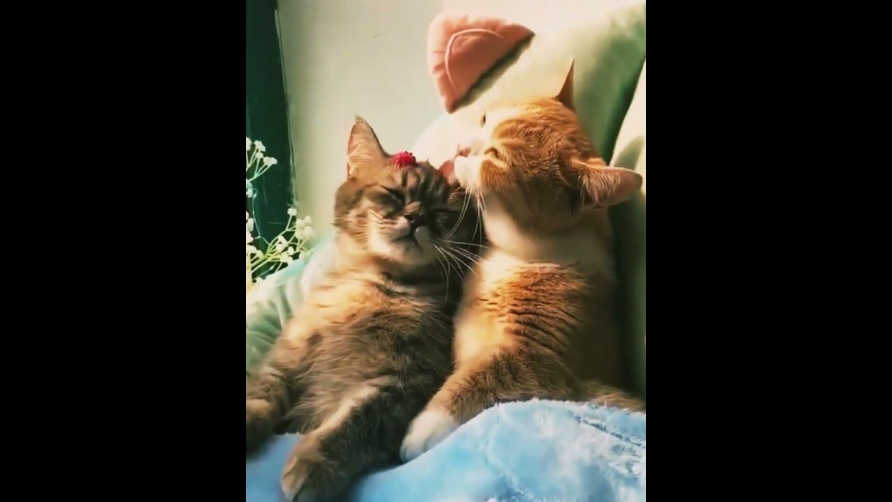Ох Я ж Наивная Я ж Доверчивая 🤣😄 смешныеживотные Youtube