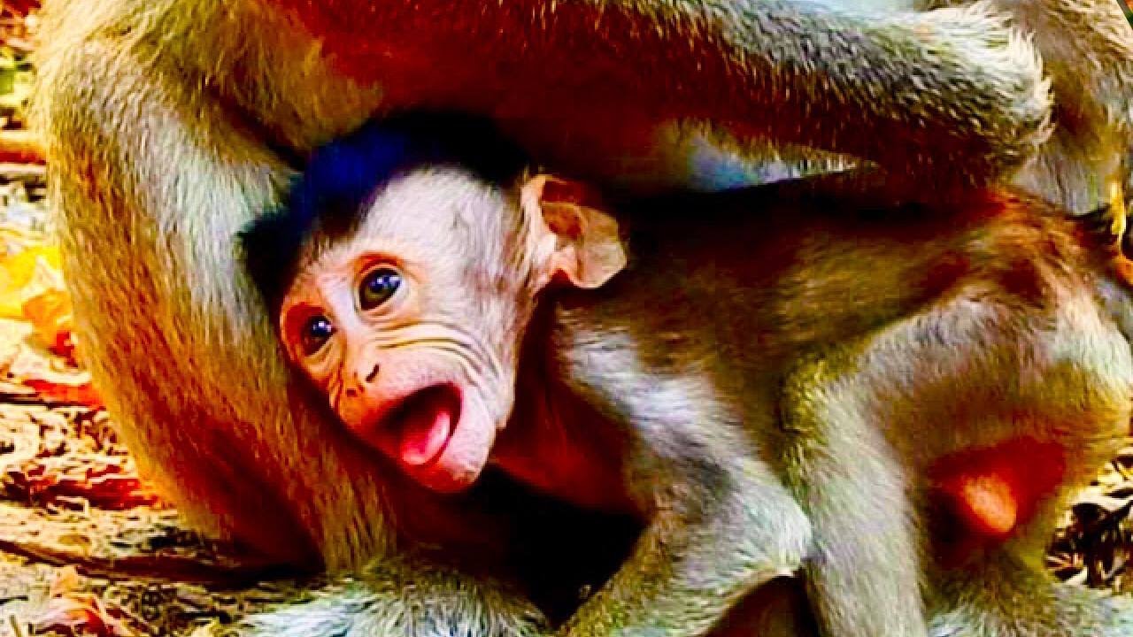Baby monkey very sad when want feeding but mother doesn't care from her ...