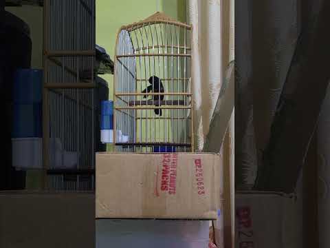 mooie picolet 3 - YouTube