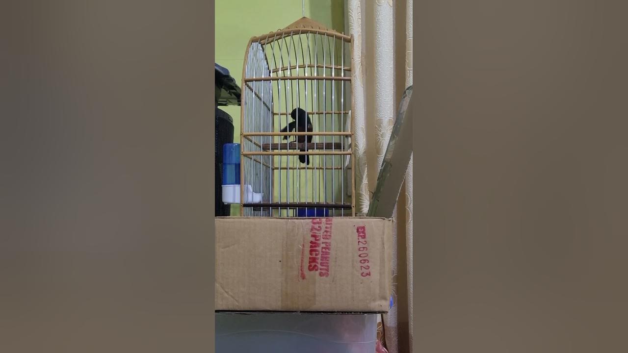 mooie picolet 3 - YouTube