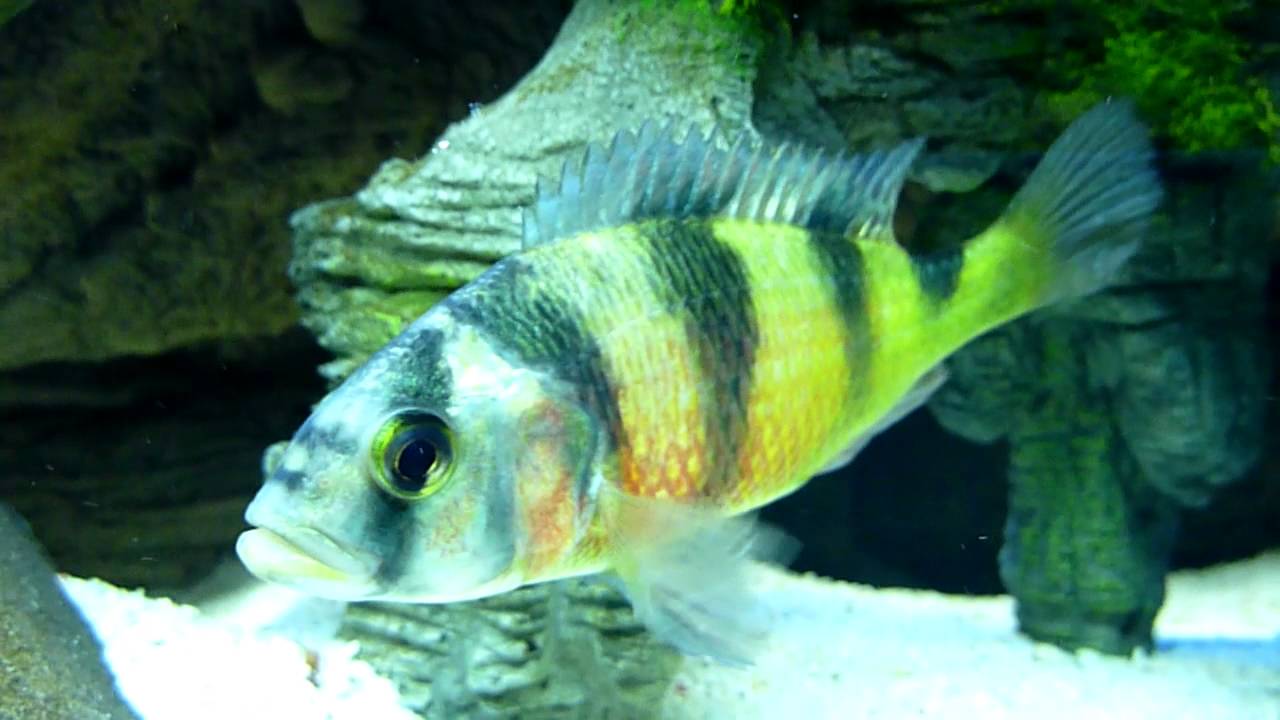 Akva-Stabil 530L African Cichlid Malawi/Mbuna Aquarium Fish Tank ...