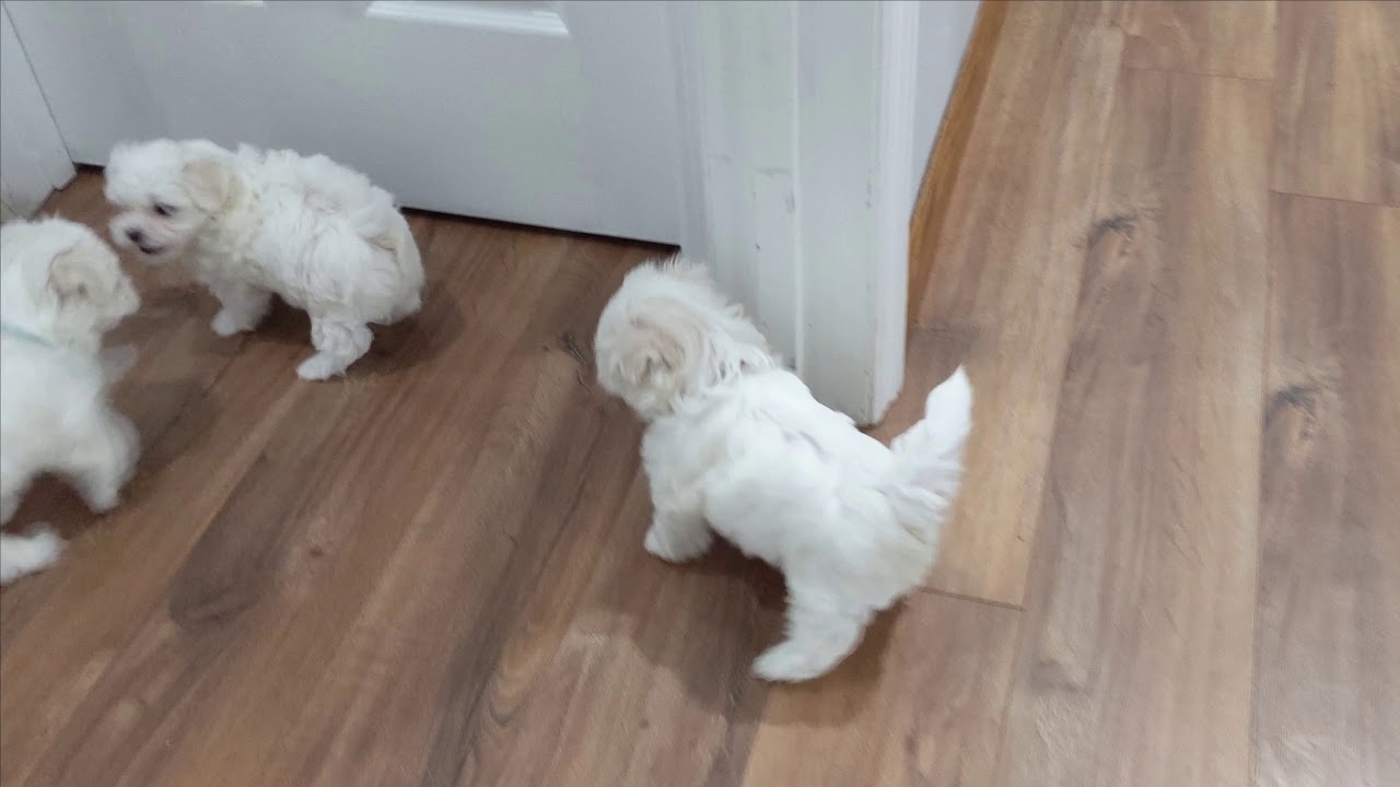 Maltese Puppies Playing - YouTube