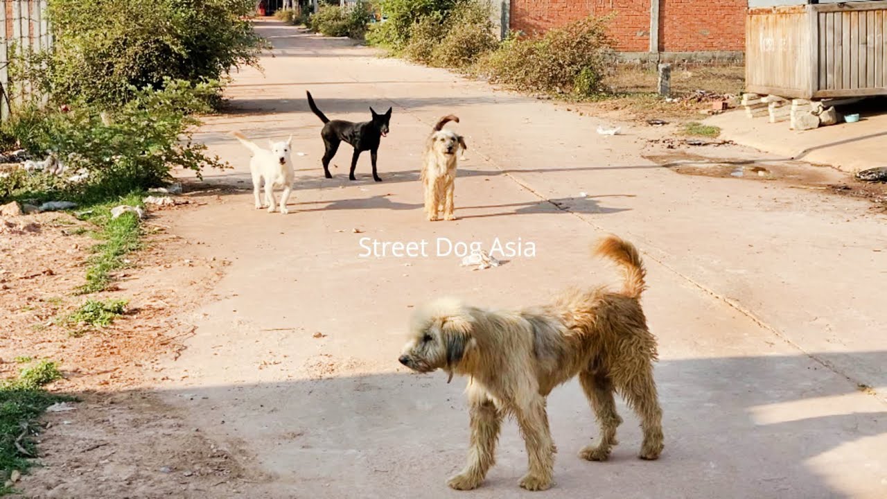 Dogs Barking Original Sound - Village Pet Sound - Street Dog Lover ...