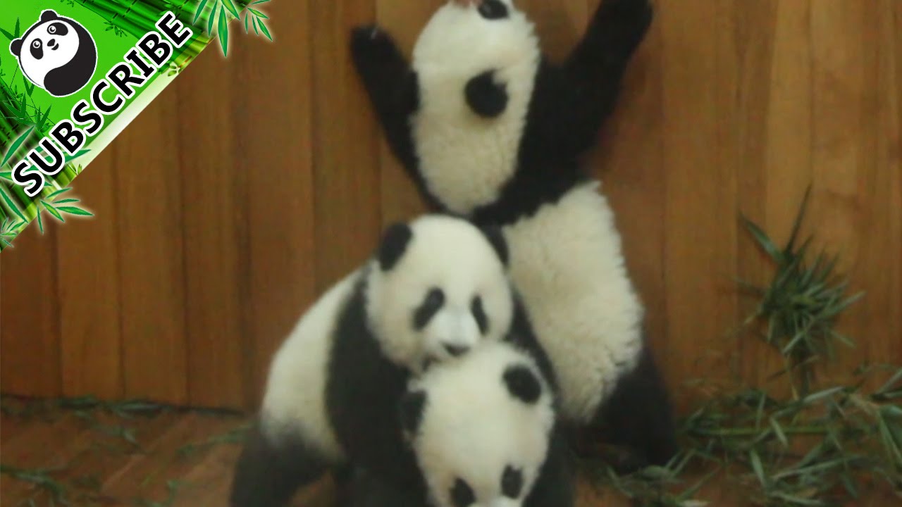 Cute panda wants a hug - YouTube