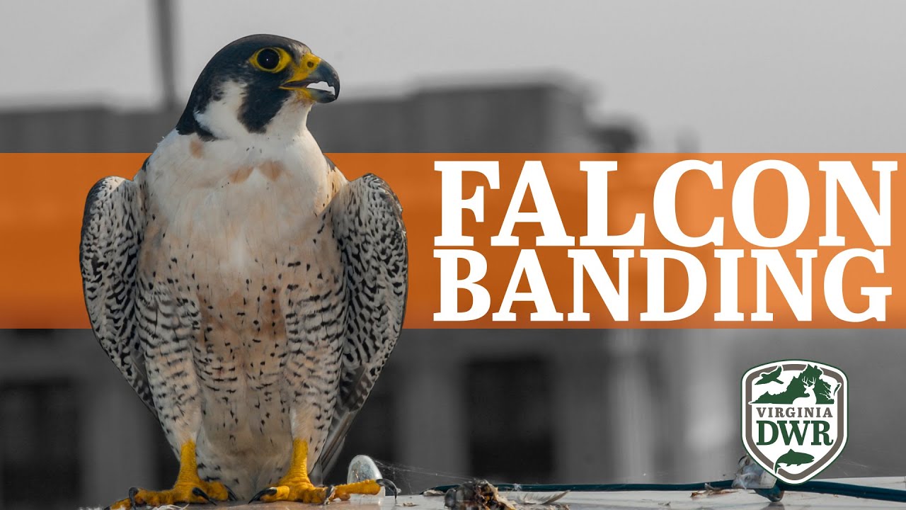 Falcon Banding 2024: Protecting and Monitoring Virginia's Peregrine ...