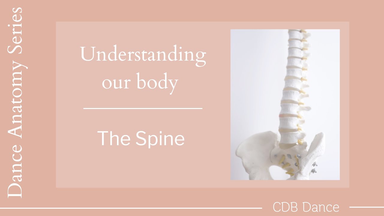 Dance Anatomy - The Spine - YouTube