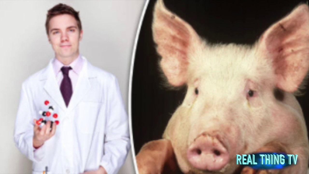 Human pig HYBRID? Scientists hoping to create part man - YouTube