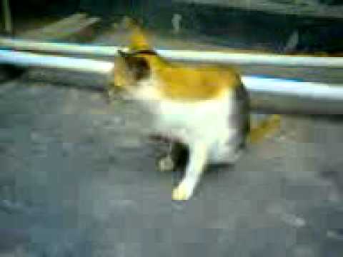 video lucu film unik.3gp