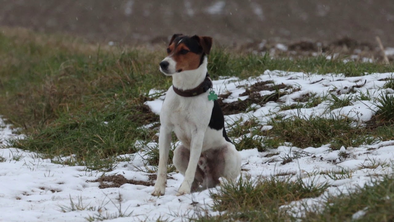 Parson Russell Terrier having fun in snow... - YouTube