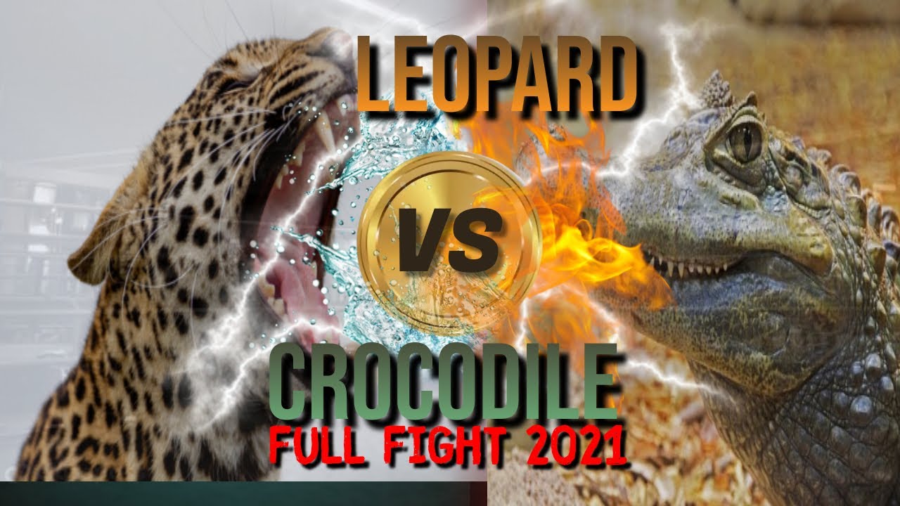 leopard and crocodile fighting in the water who is the winner - YouTube