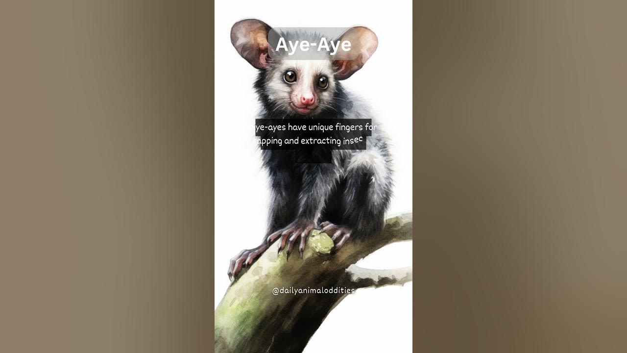 Unlocking the Secrets of Aye-Ayes: Extraordinary Finger Adaptations for ...