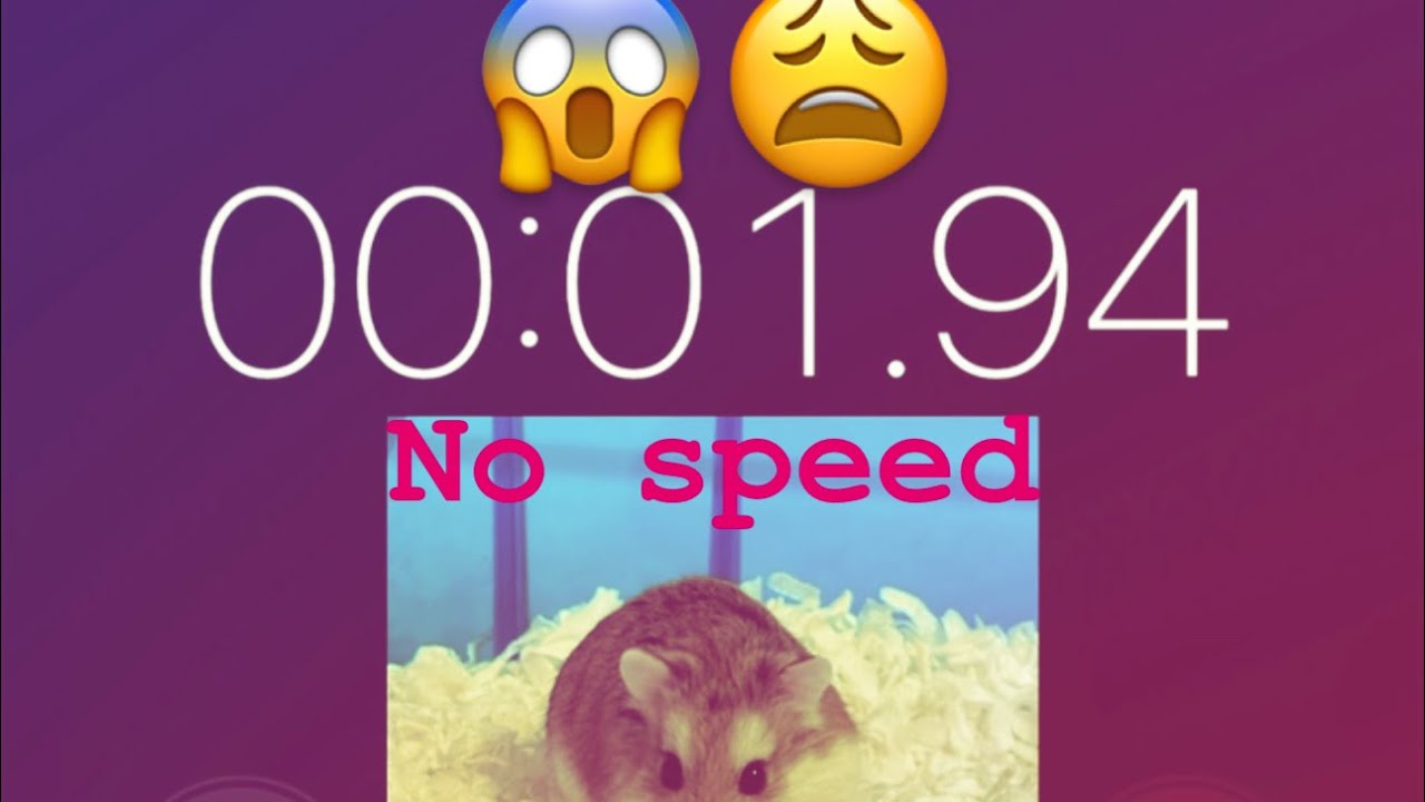 1-Level Hamster Maze Speed Race-Is It Possible? - YouTube