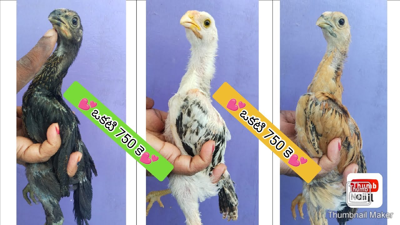 Parrot Beak Long Tail Chicks | 8639717935 | Short Nose Chicks | Video ...