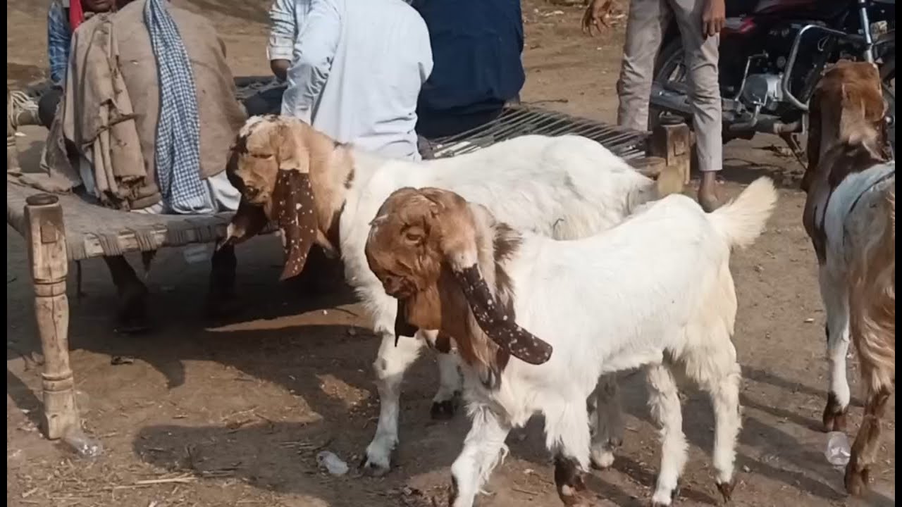 Mashallah full extreme quality totapari mewati goat - YouTube
