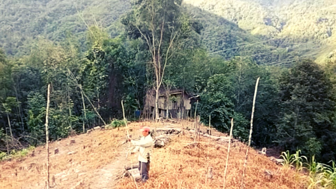 Pacak Kayu | Tanam Pokok Karas | Gaharu - YouTube