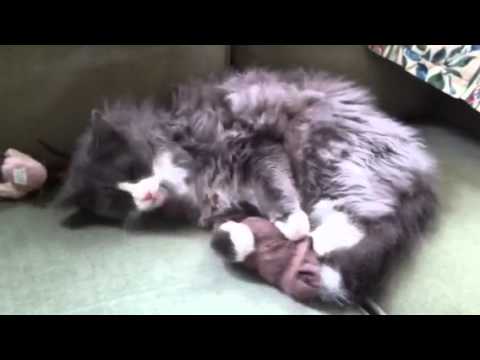 LaPerm cat biting his toenails - YouTube