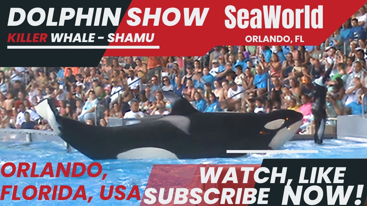 Dolphin Show - SeaWorld - Orlando - Shamu killer whale show #shamu # ...