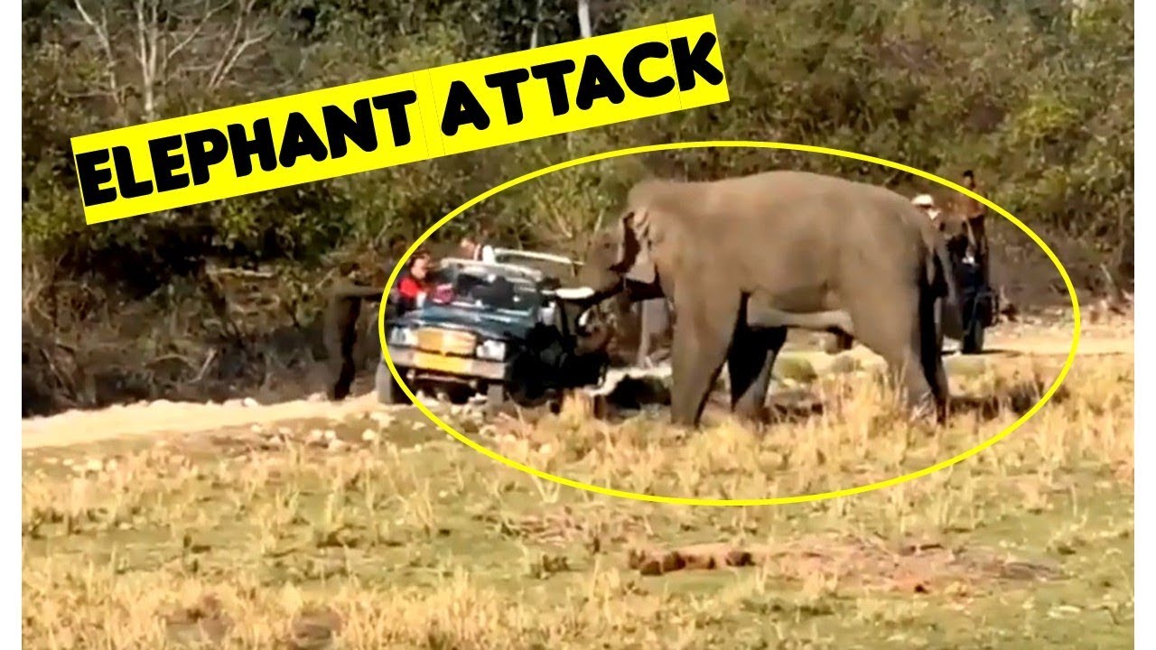 Elephant Attack Tourist Gypsy - Corbett National Park - YouTube