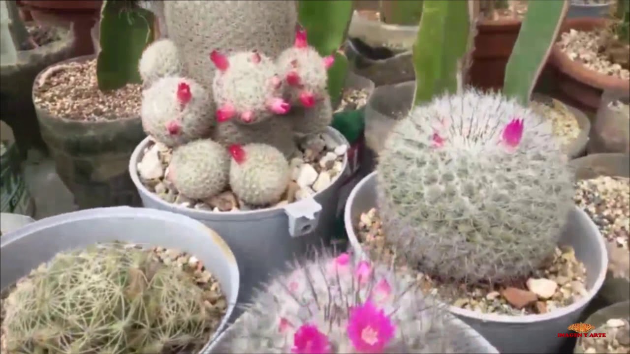 VIVERO DE CACTUS - YouTube