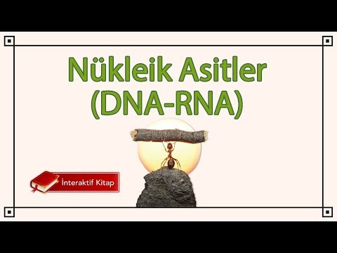 AYT Biyoloji | Nükleik Asitler (DNA - RNA) #sayfa134