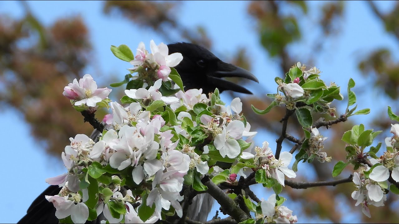 Gniazdo wron / Hooded Crows' nest - YouTube