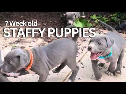 Staffy Puppies Playing in the Garden | Cute Litter Moments