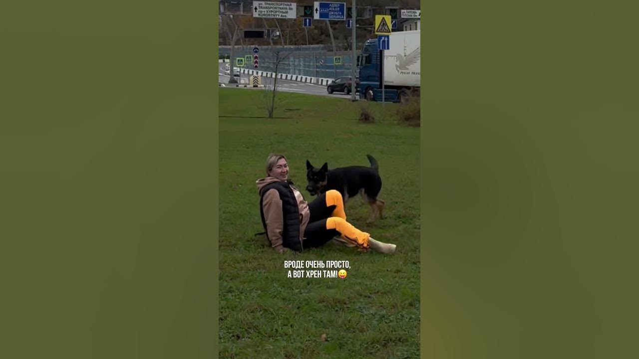 T Me Gaff Chik фус рядом собака немецкаяовчарка щенок