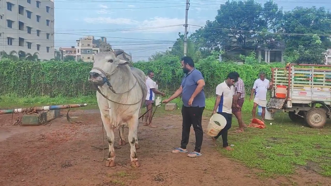 Dheera DVR Memorial Bull....Kanuru Vijayawada - YouTube