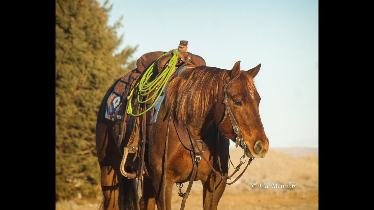 Shesa Smart Whiz 2019 AQHA Mare - YouTube